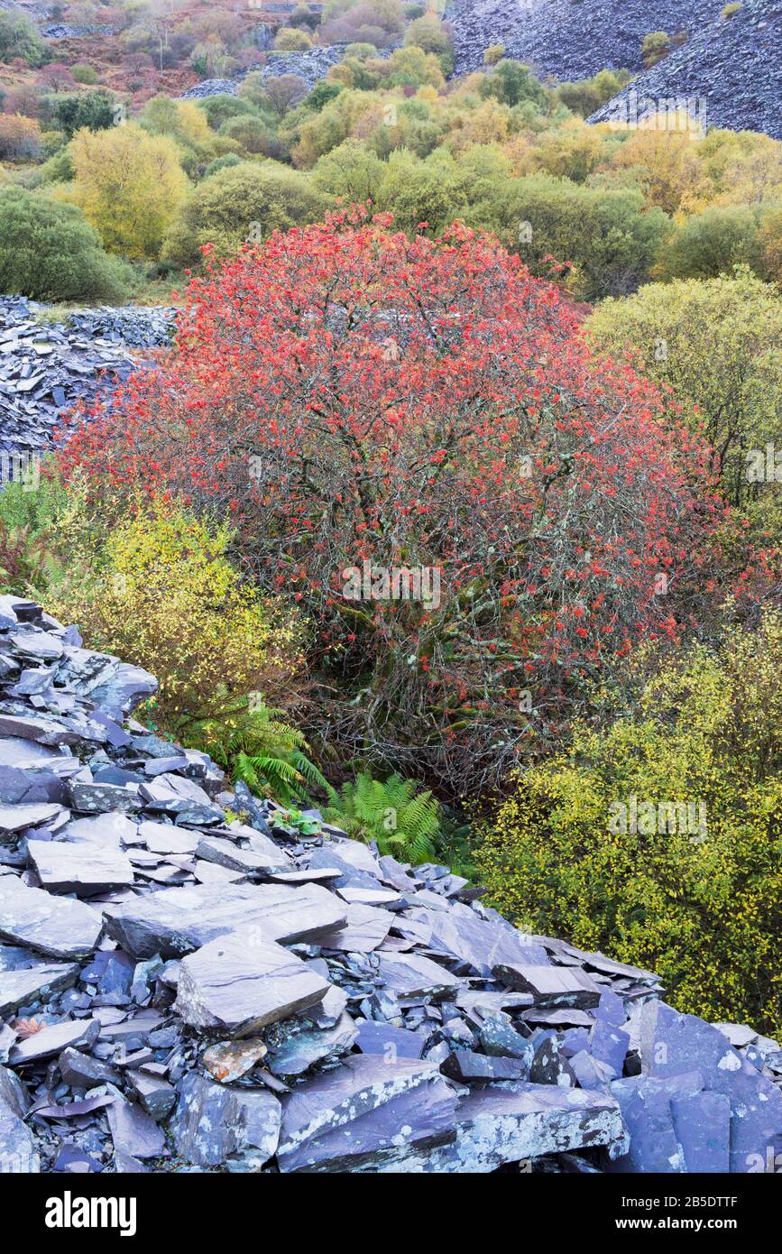 Dinorwic quarry waterfall hi-res stock photography and images - Alamy