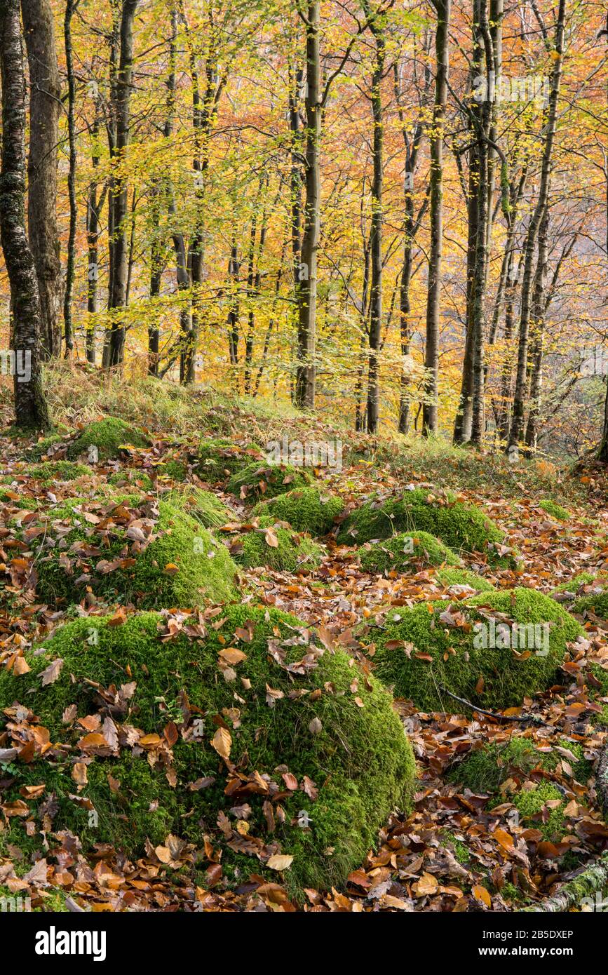 Mixed woodland and forest paths near Capel Curig, Conwy, North Wales ...