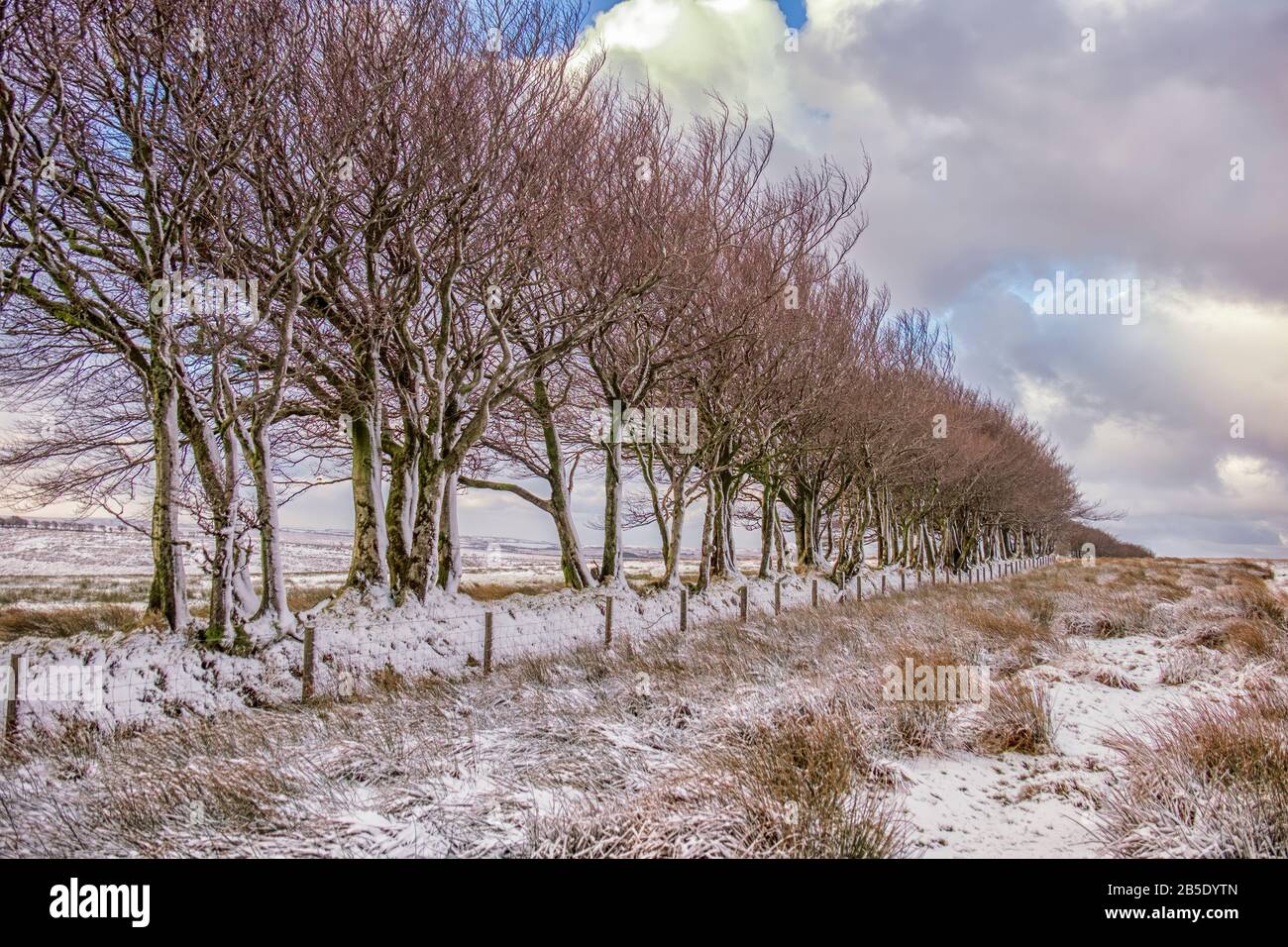 Beech Hedge Trees High Resolution Stock Photography and Images - Alamy