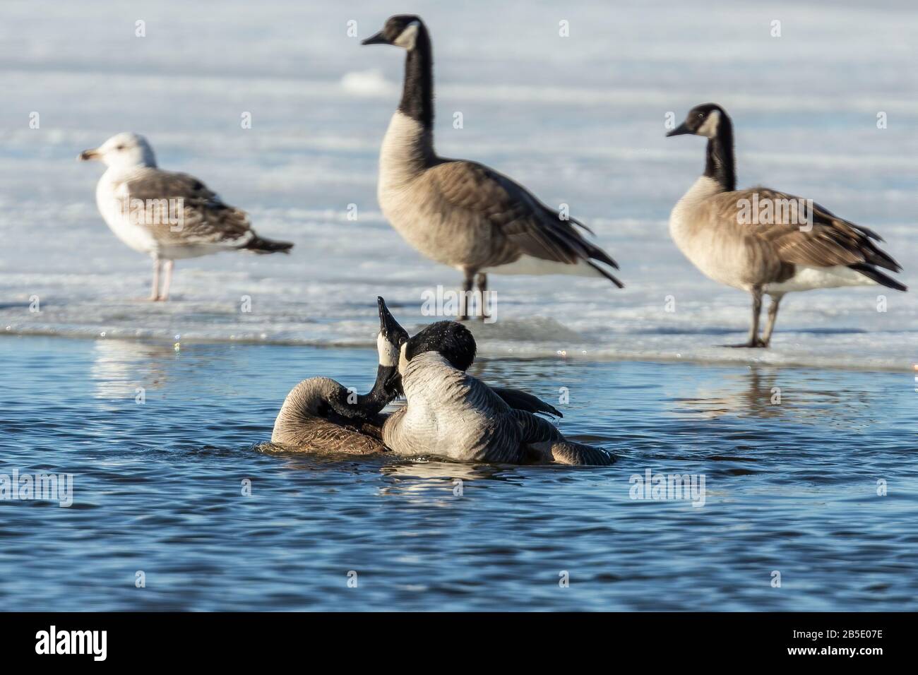 Bird. Mating Canadian geese on the river. Natural scene from north USA ...