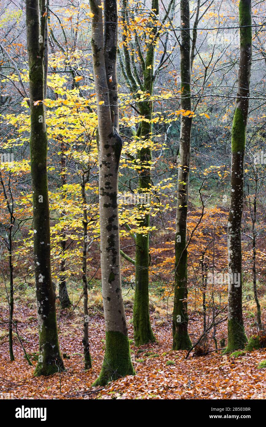Mixed woodland and forest paths near Capel Curig, Conwy, North Wales ...