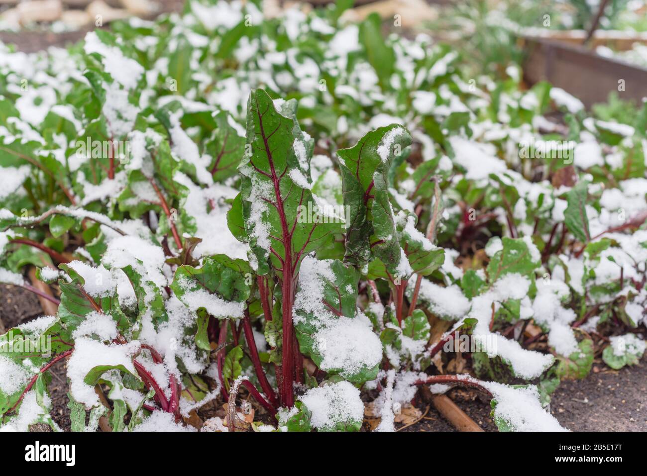 Red Swiss chard in raised bed garden freezing frosty near Dallas, Texas ...