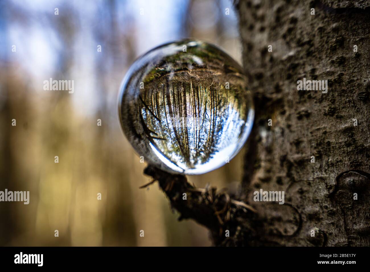 Crystal ball with image of a forest showing the prediction of a ...