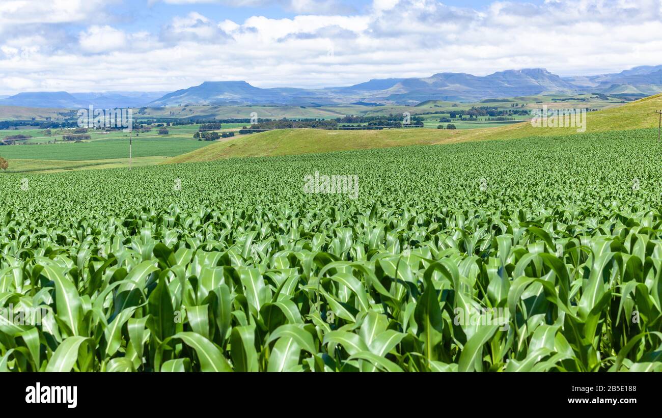 Farms with summer food maize corn crops growing closeup in rural ...