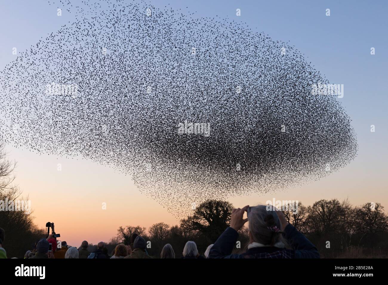 The spectacular sight of starling murmurations over Shapwick Heath on ...