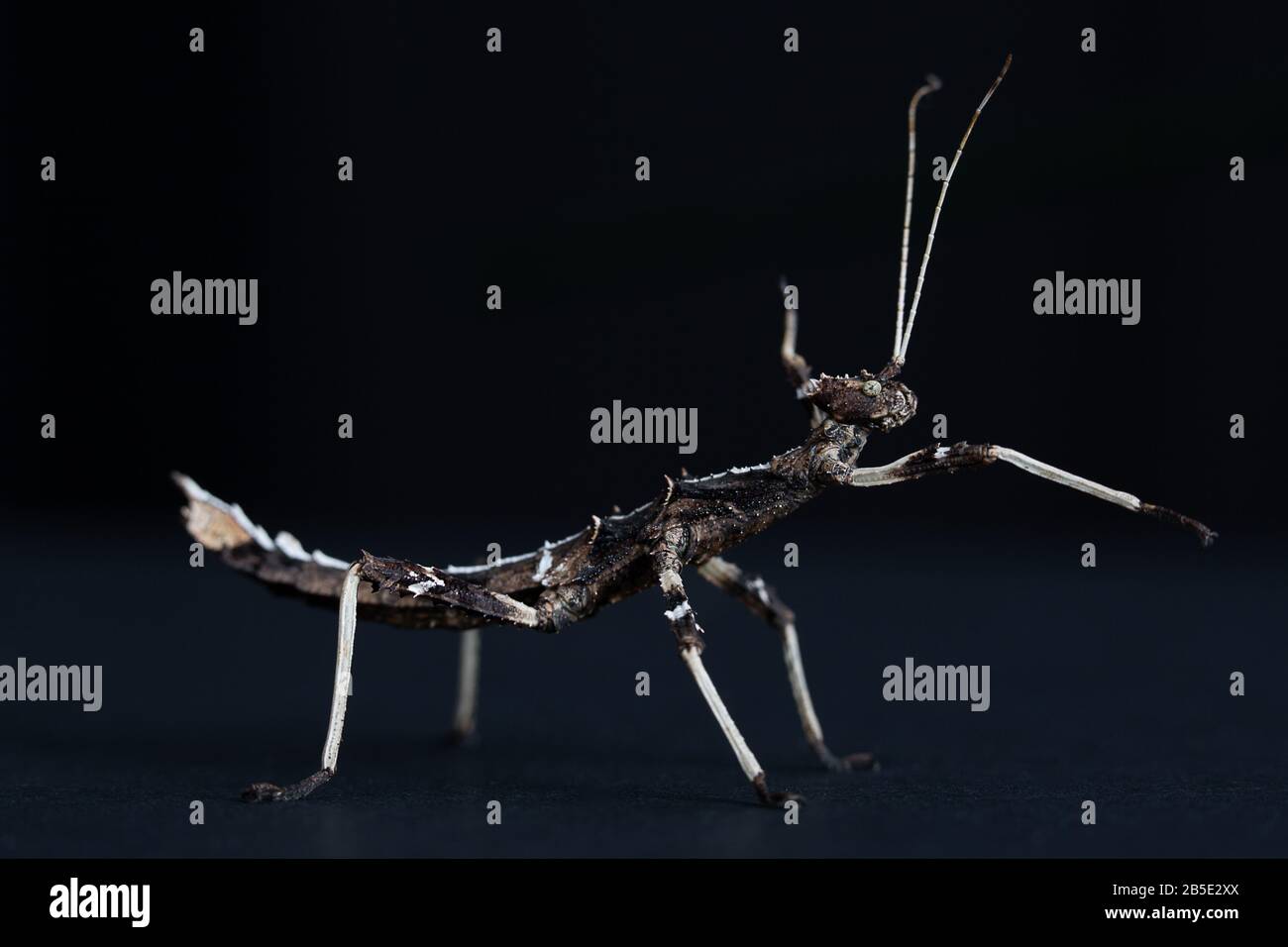 New Guinea Spiny Stick Insect High Resolution Stock Photography and ...