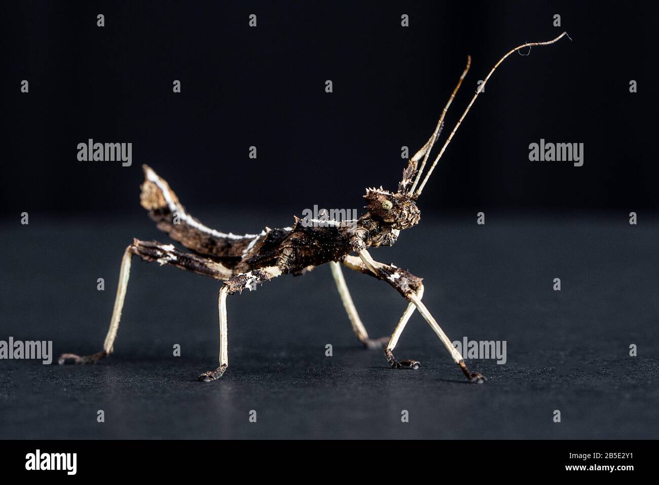 Sun Gaya Stick Insect on black background Stock Photo - Alamy