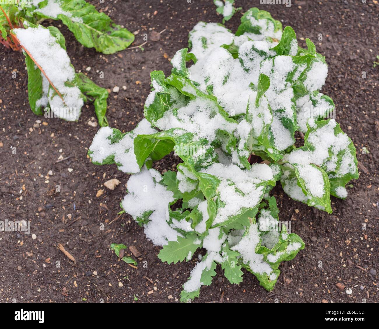Frosty swiss chard hi-res stock photography and images - Alamy