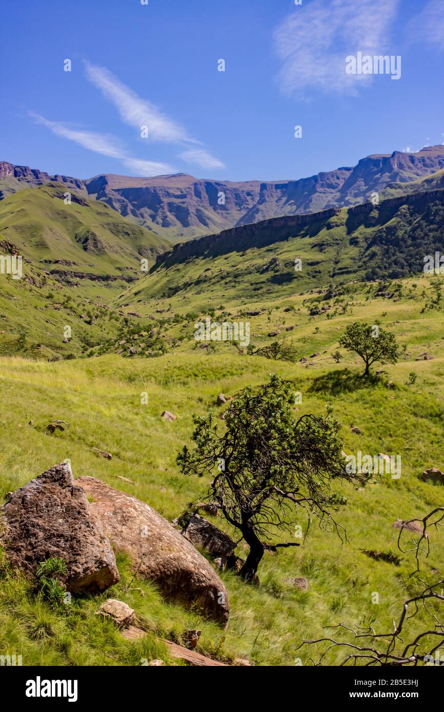 Afromontane hi-res stock photography and images - Alamy