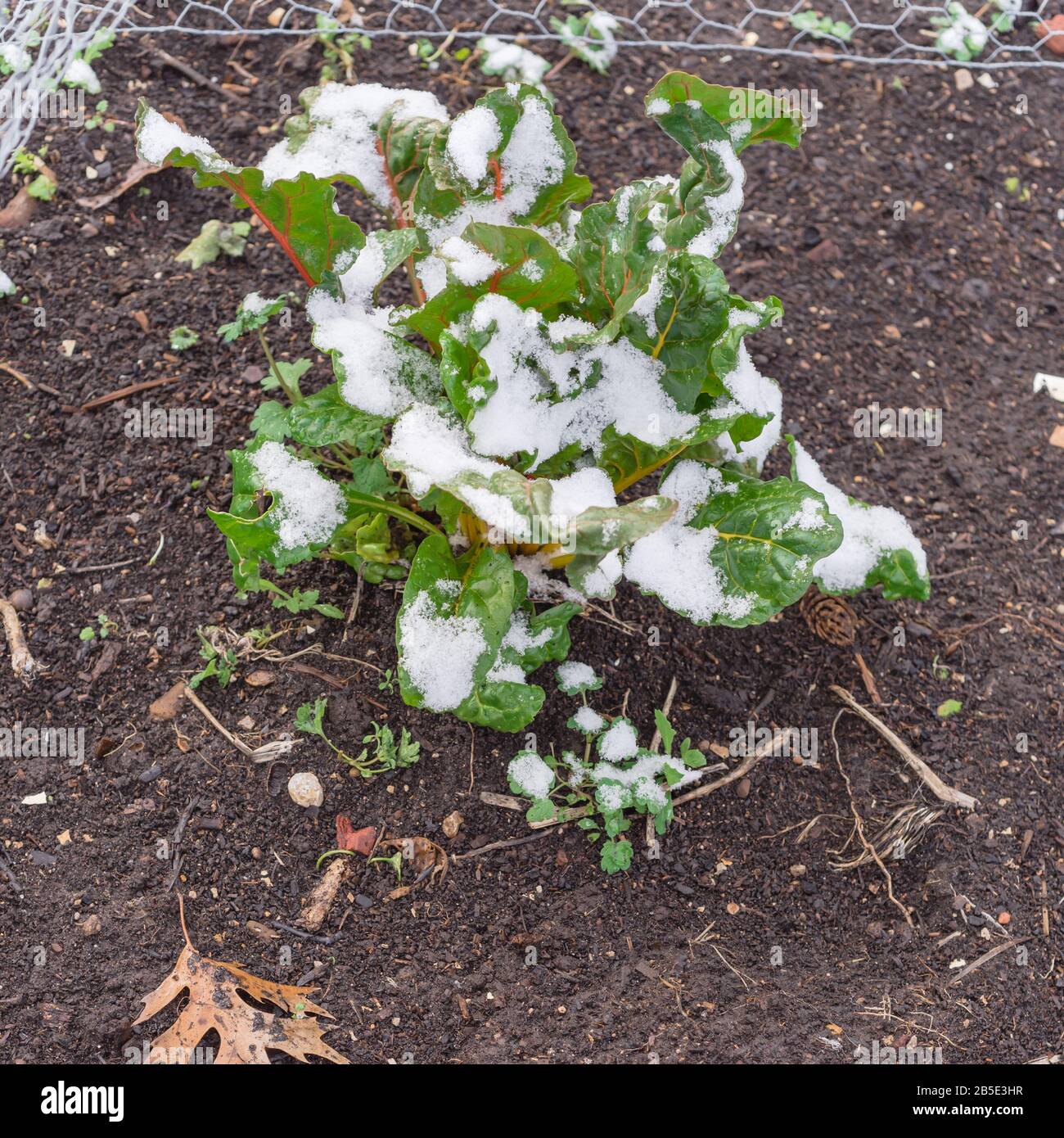Frosty swiss chard hi-res stock photography and images - Alamy