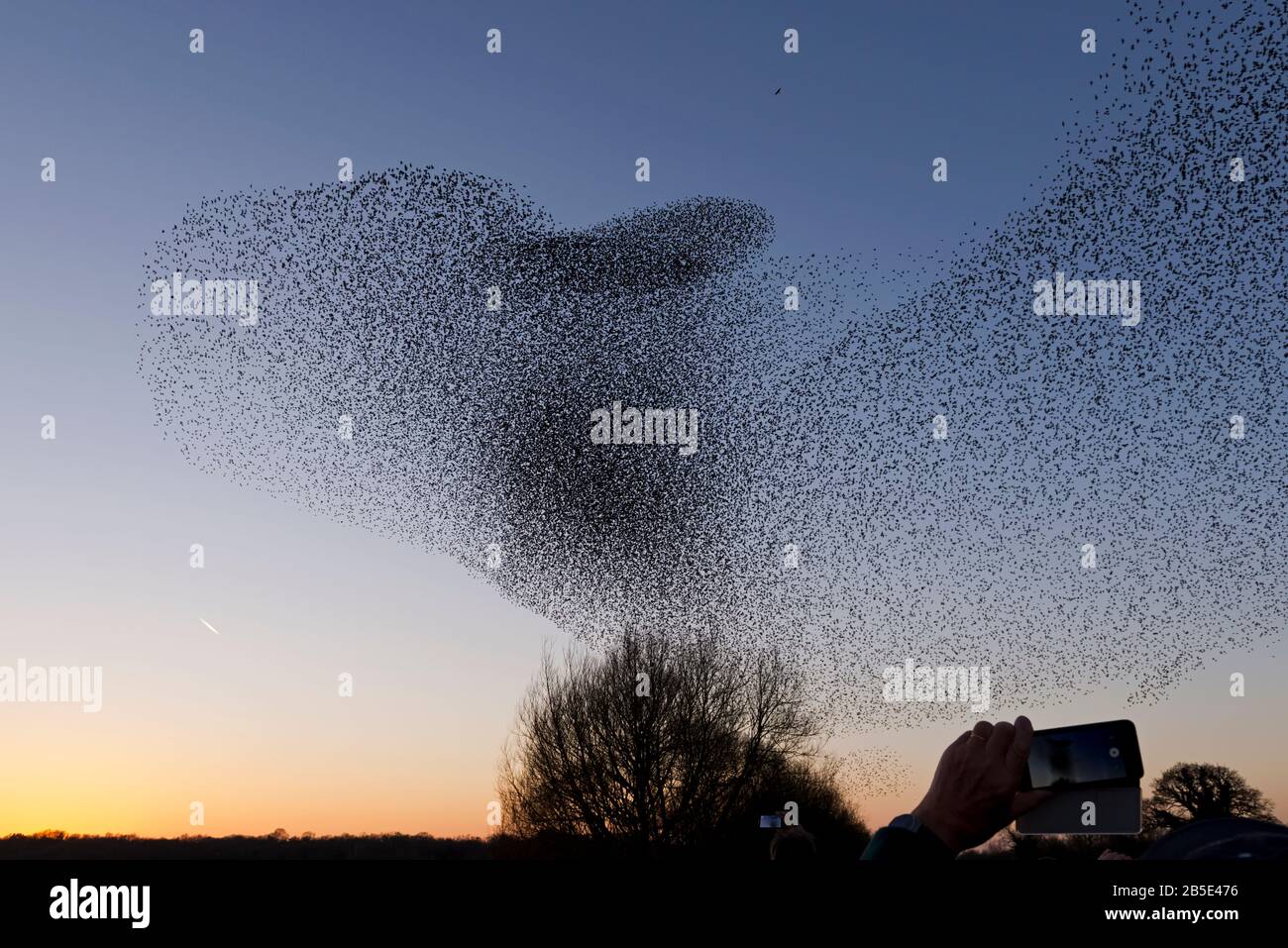 The spectacular sight of starling murmurations over Shapwick Heath on ...