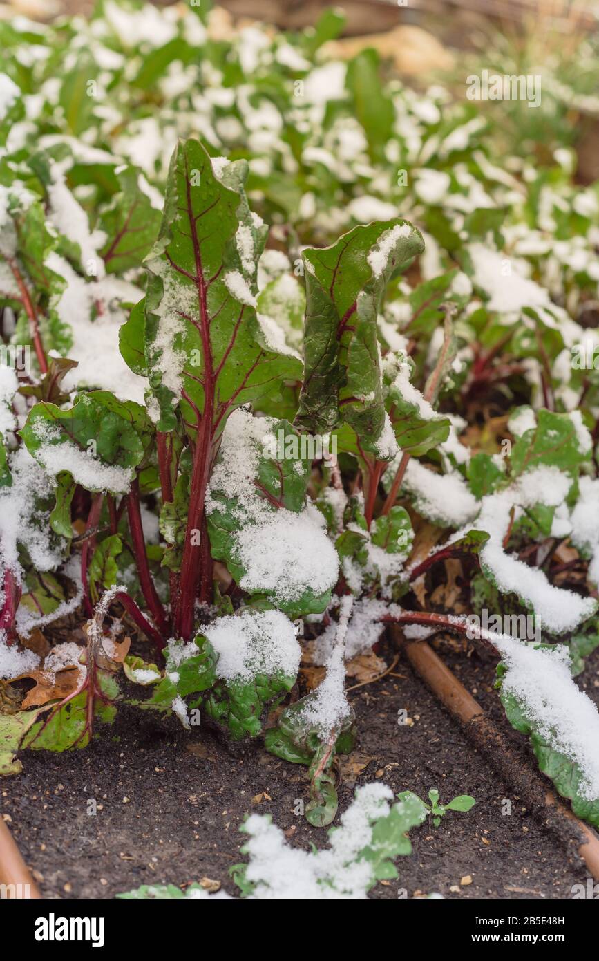 Frosty swiss chard hi-res stock photography and images - Alamy