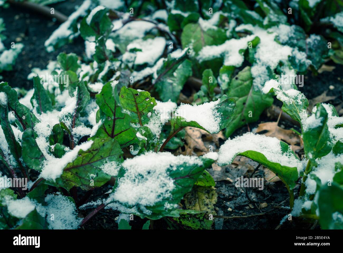 Frosty swiss chard hi-res stock photography and images - Alamy