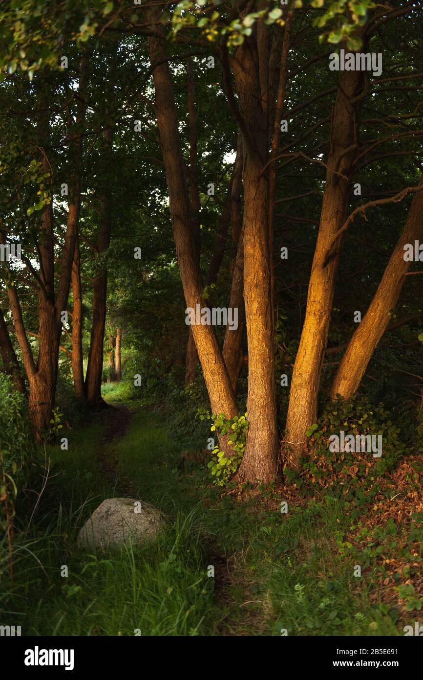 Lit tree lake hi-res stock photography and images - Alamy