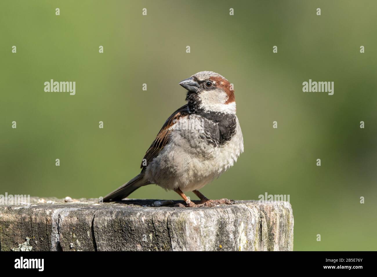 New zealand house sparrows hi-res stock photography and images - Alamy