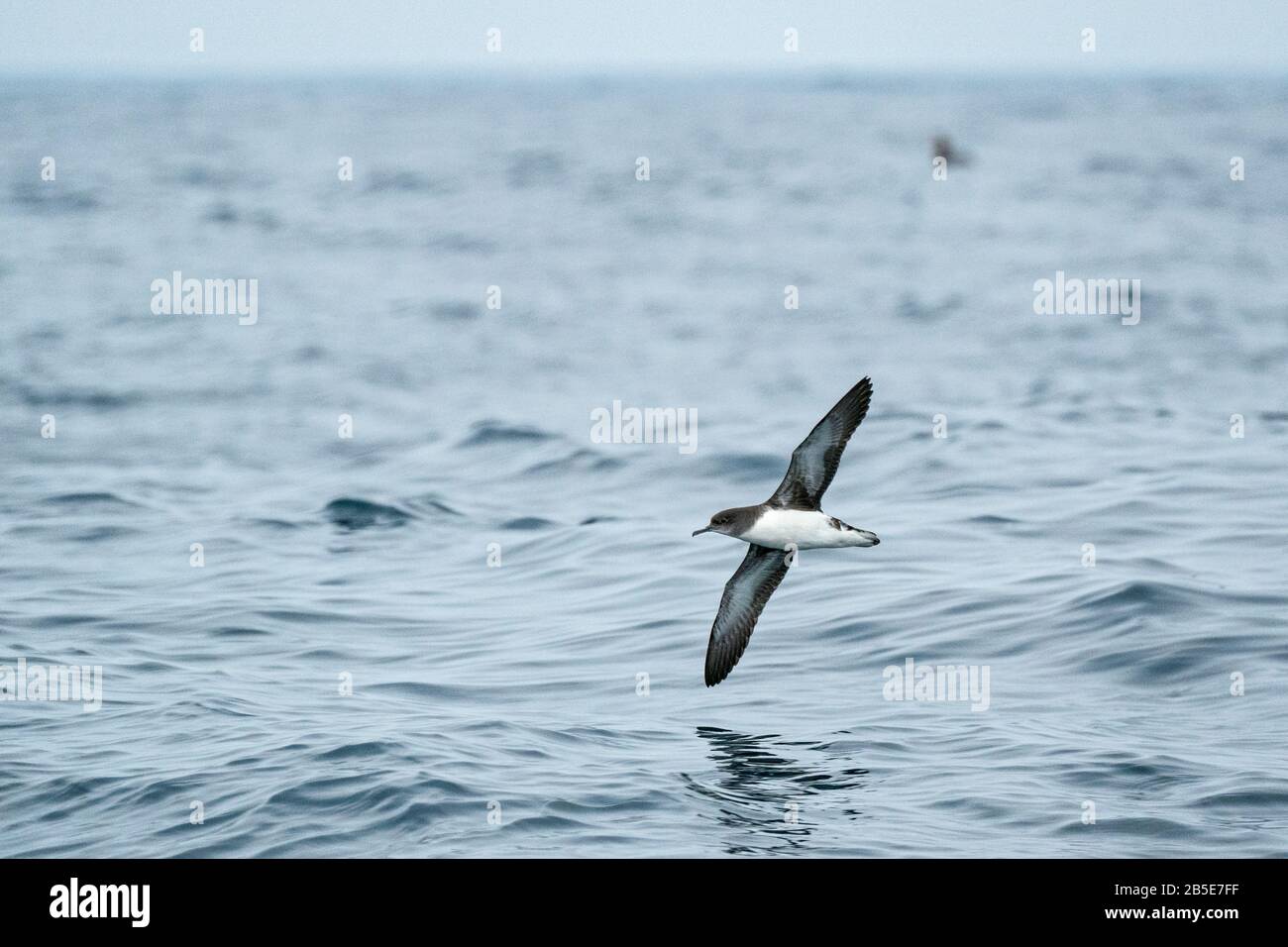 Huttons shearwater bird hi-res stock photography and images - Alamy