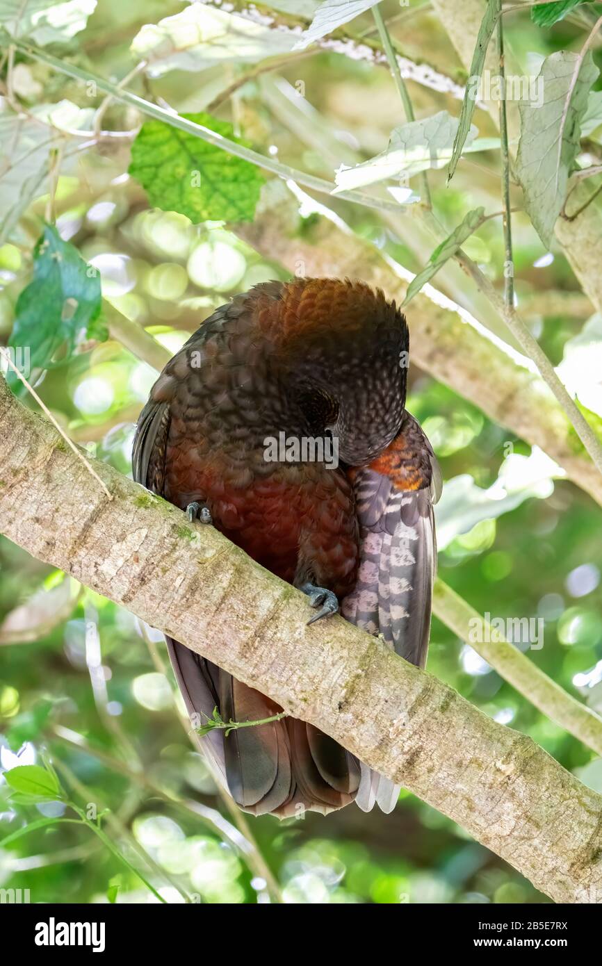 Kakas fruit hi-res stock photography and images - Alamy