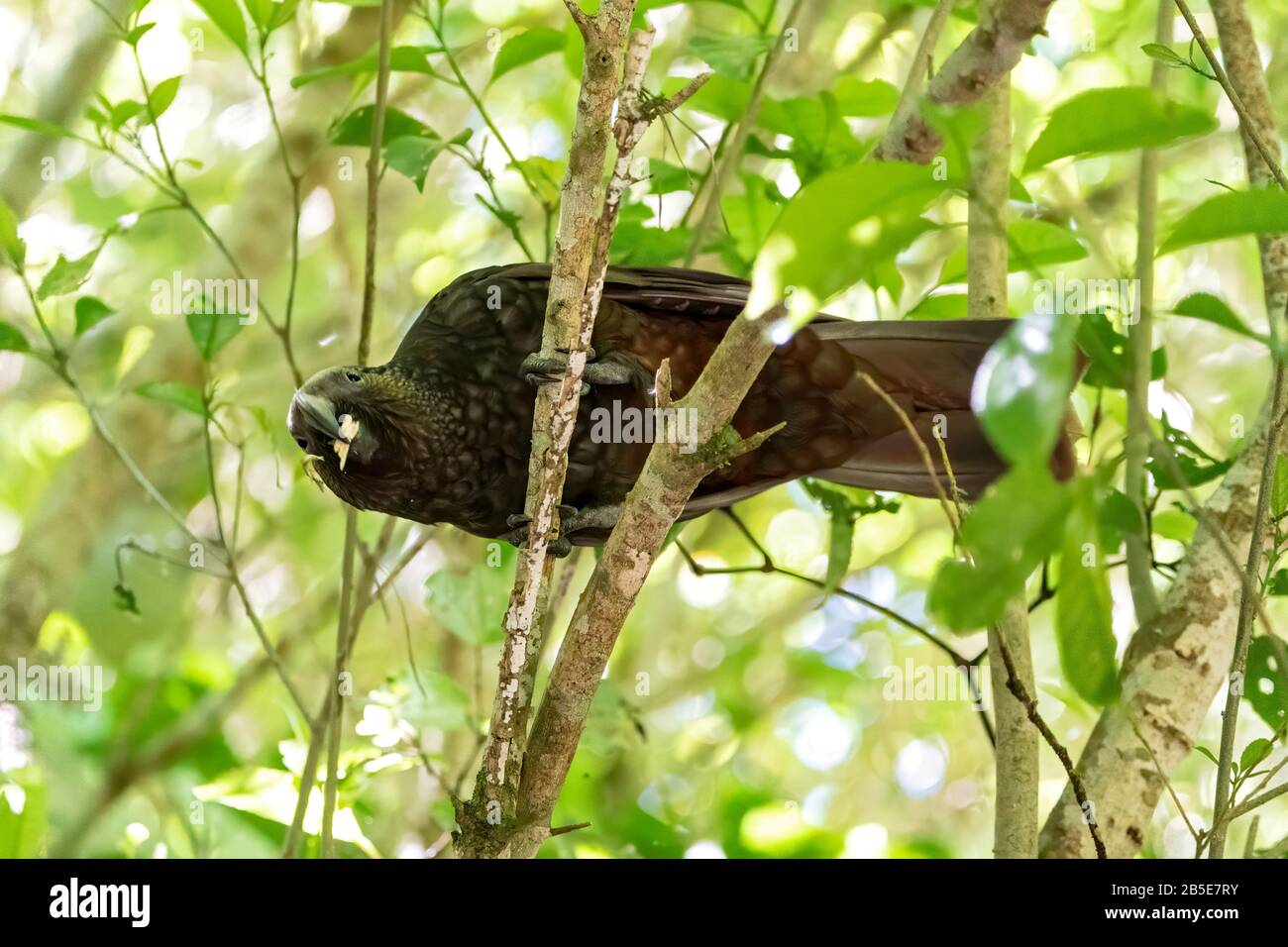 kaka, Nestor meridionalis, adult perched in tree in forest, New Zealand ...