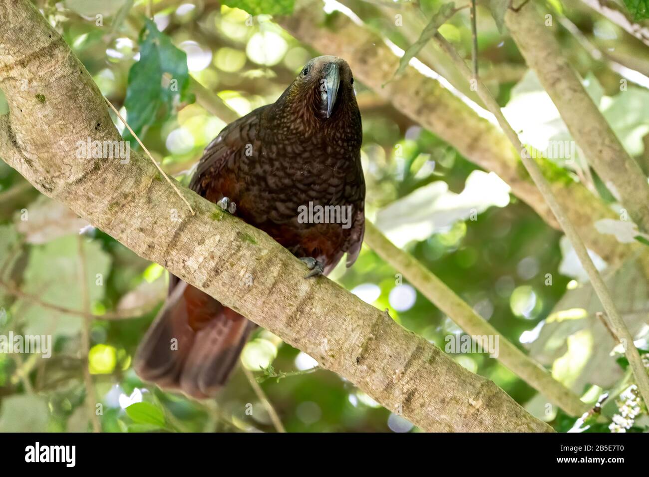 Kakas hi-res stock photography and images - Alamy