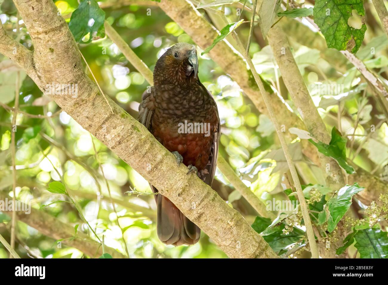 Kakas fruit hi-res stock photography and images - Alamy