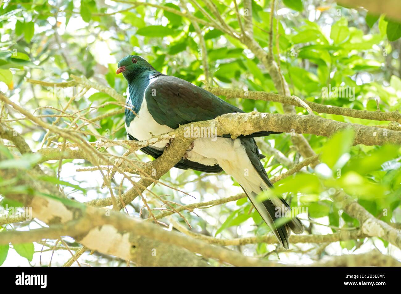 New zealand native pigeon hi-res stock photography and images - Alamy