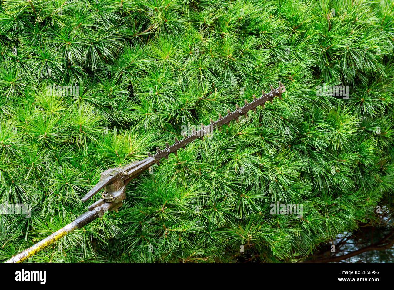 Seasonal pruning trees with pruning shears with cuts tree branches ...