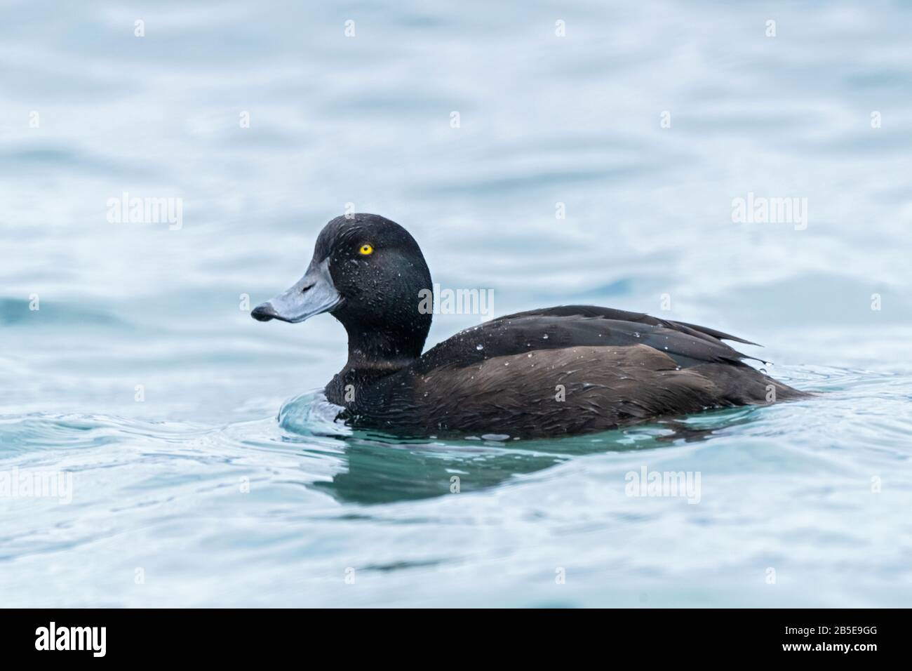 New Zealand scaup, Aythya novaeseelandiae, adult male swimming on lake ...
