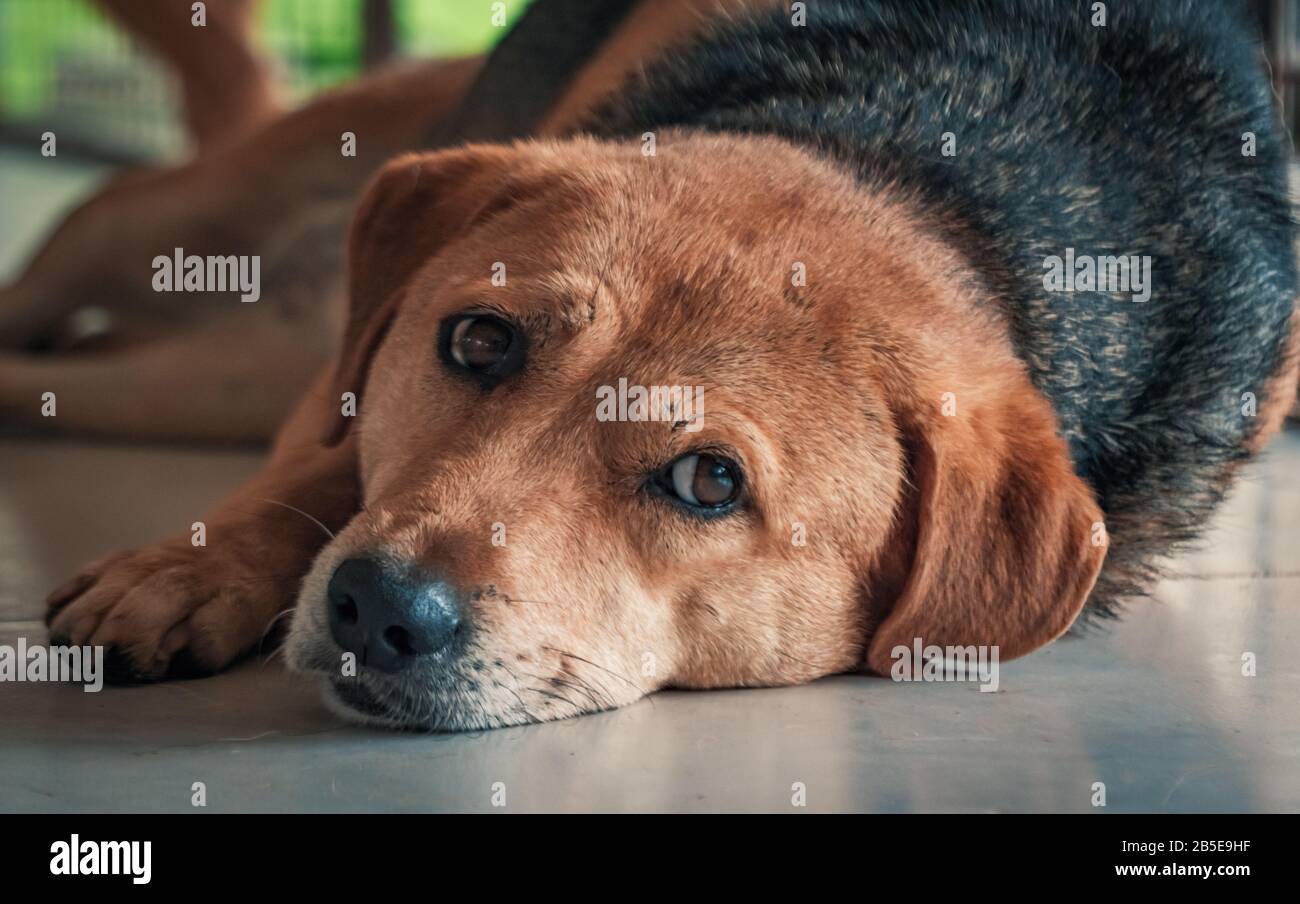 Lonely stray dog lying on the floor in shelter, suffering hungry ...