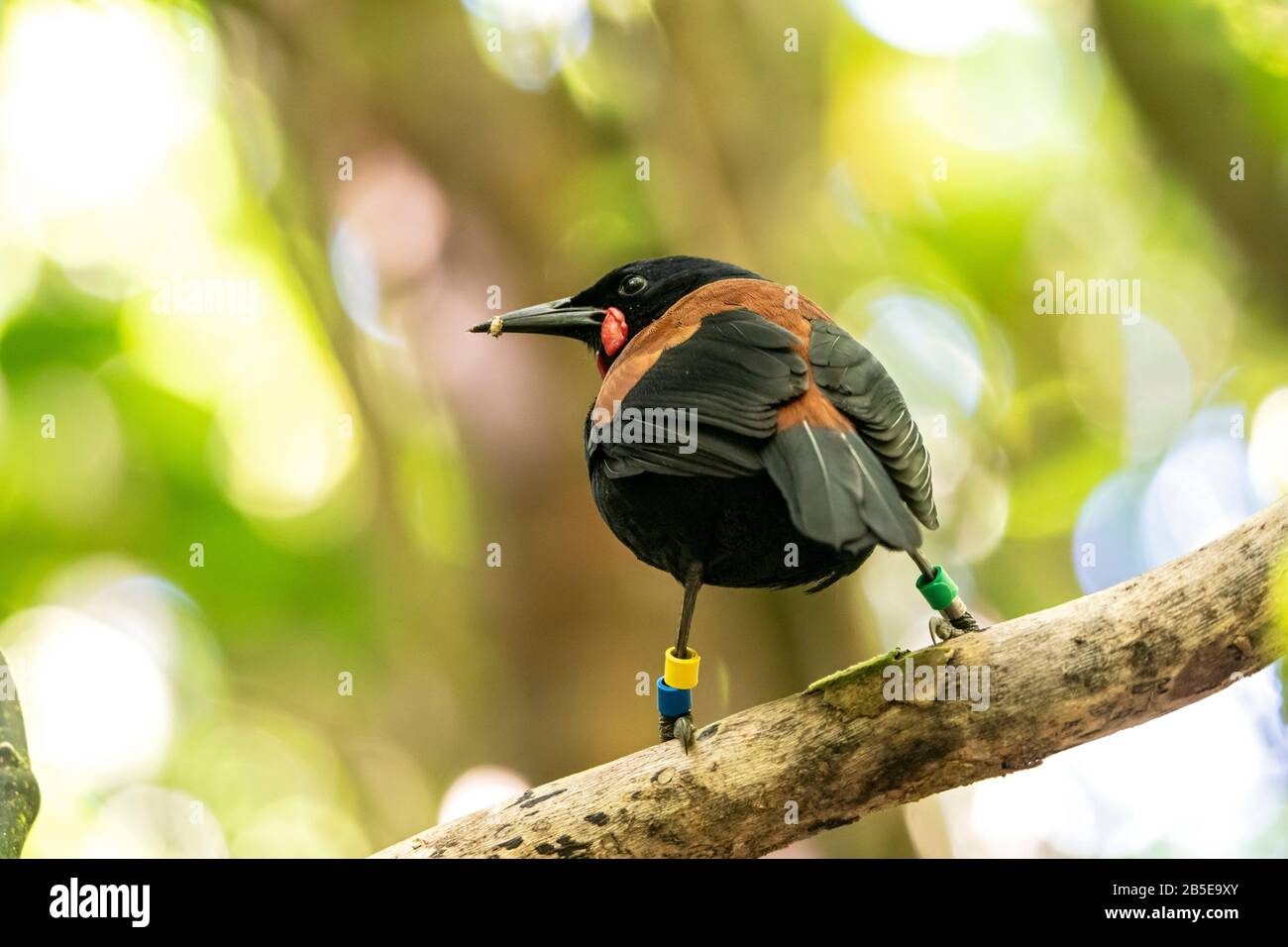Saddleback bird new zealand hi-res stock photography and images - Alamy