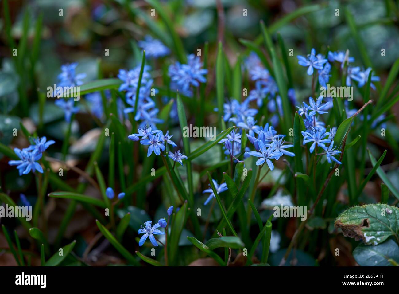 Alpine squill hi-res stock photography and images - Alamy