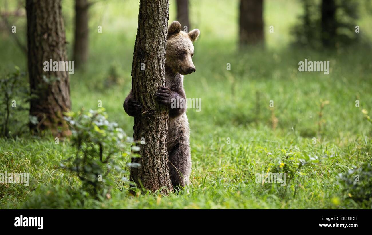 Shy brown bear standing in upright position on rear legs in forest ...