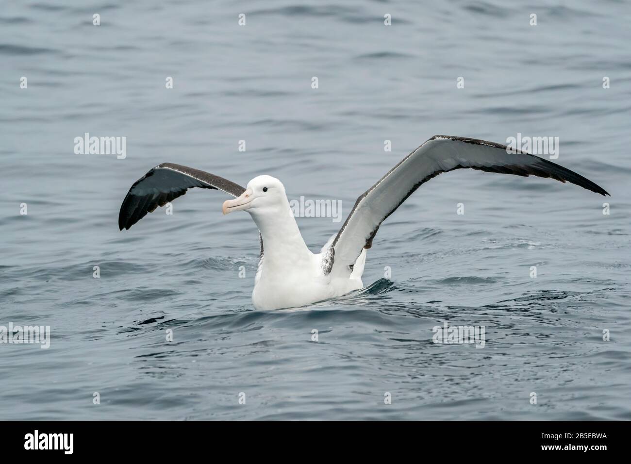 Royal albatross landing hi-res stock photography and images - Alamy