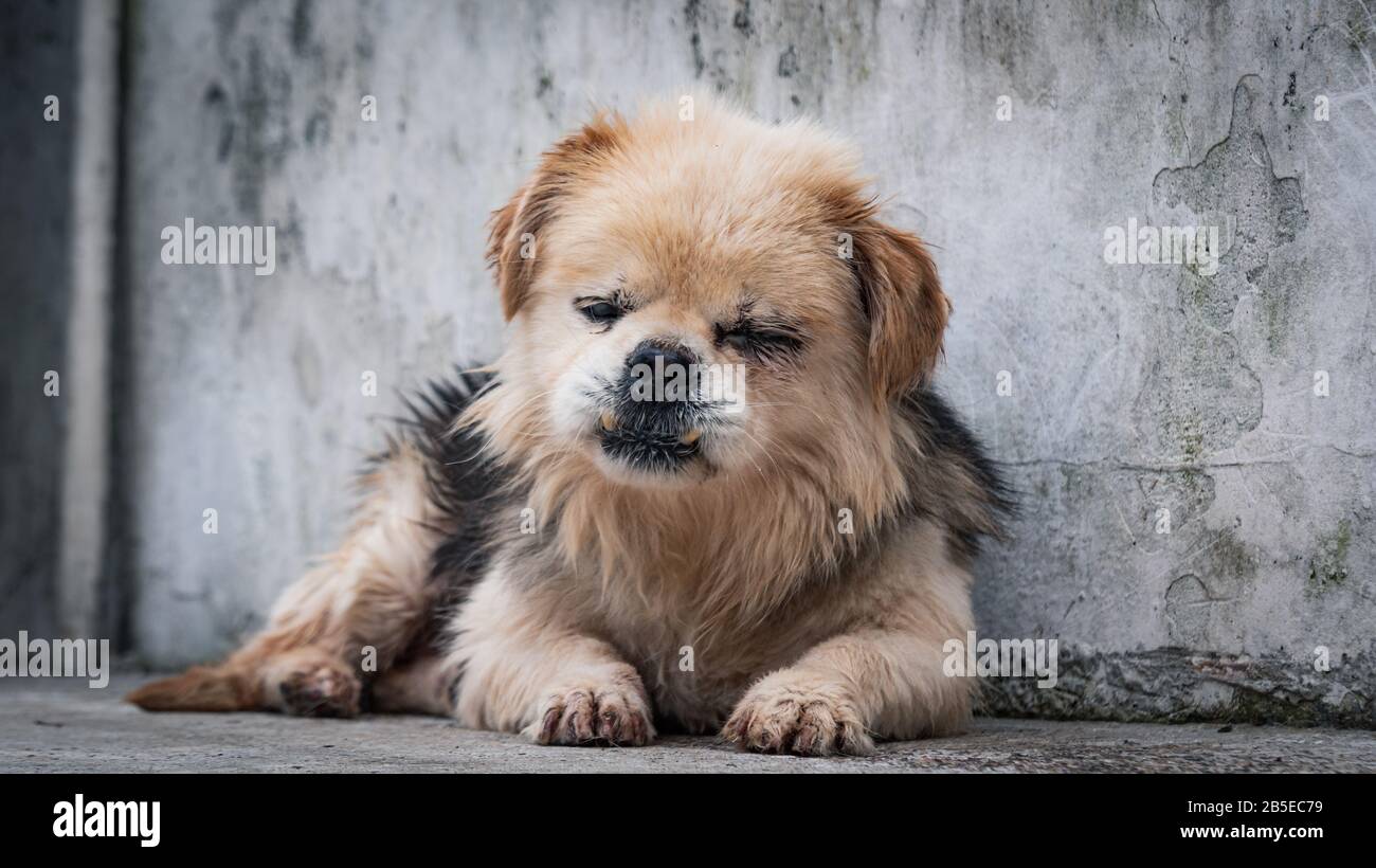 Lonely stray dog lying on the floor in shelter, suffering hungry ...