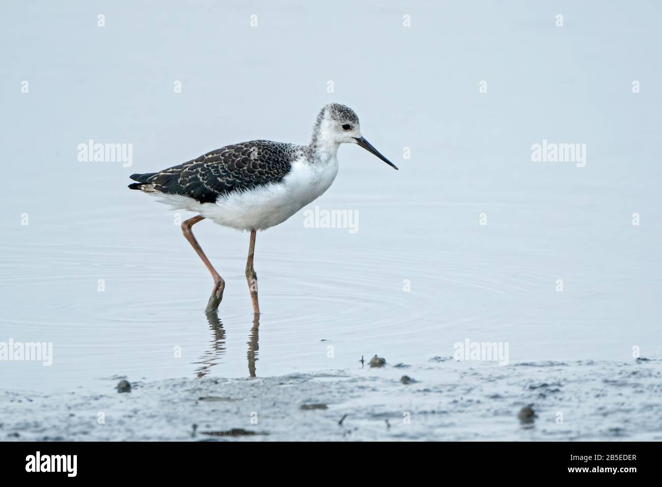 pied stilt, Himantopus leucocephalus, juvenile walking in shallow water ...