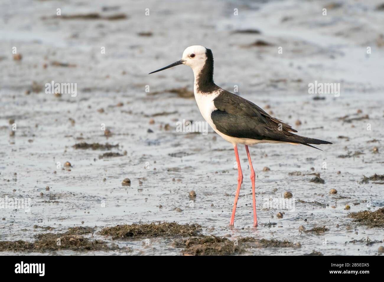 Stilt crab hi-res stock photography and images - Alamy