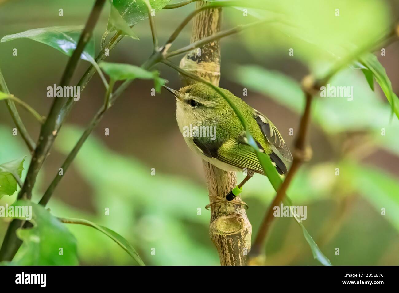 Species of stinging insects hi-res stock photography and images - Alamy
