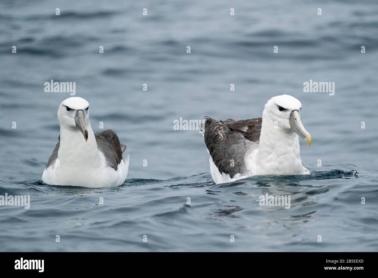 shy albatross, Thalassarche cauta, adult feeding on sea, Kaikoura ...