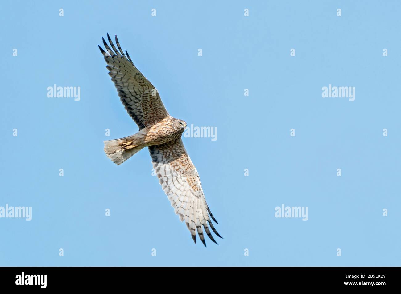 Harrier hawk new zealand hi-res stock photography and images - Alamy