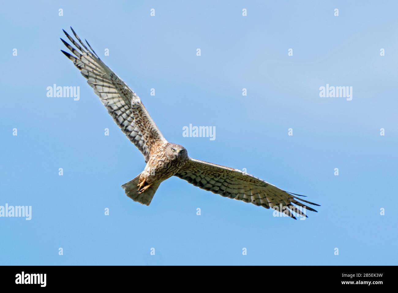 swamp harrier, Circus approximans, adult make in flight, New Zealand ...
