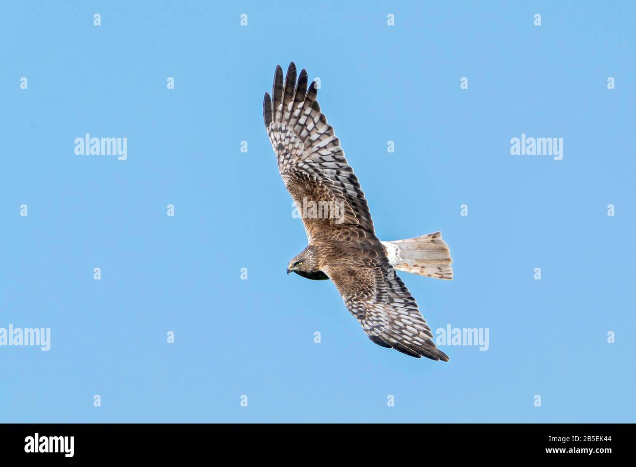 swamp harrier, Circus approximans, adult make in flight, New Zealand ...