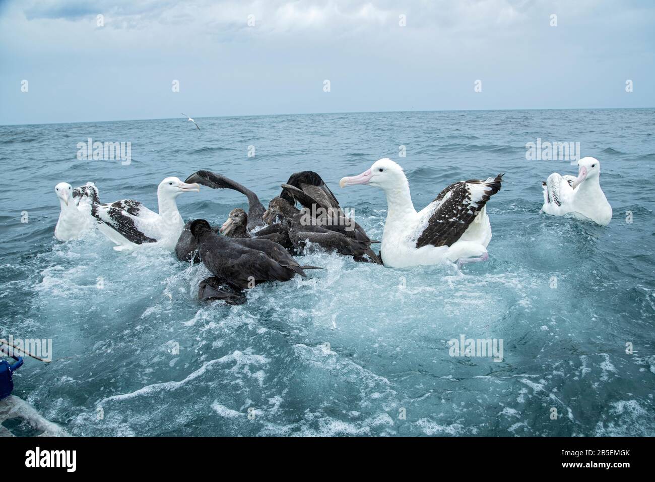 Northern albatross fishing hi-res stock photography and images - Alamy