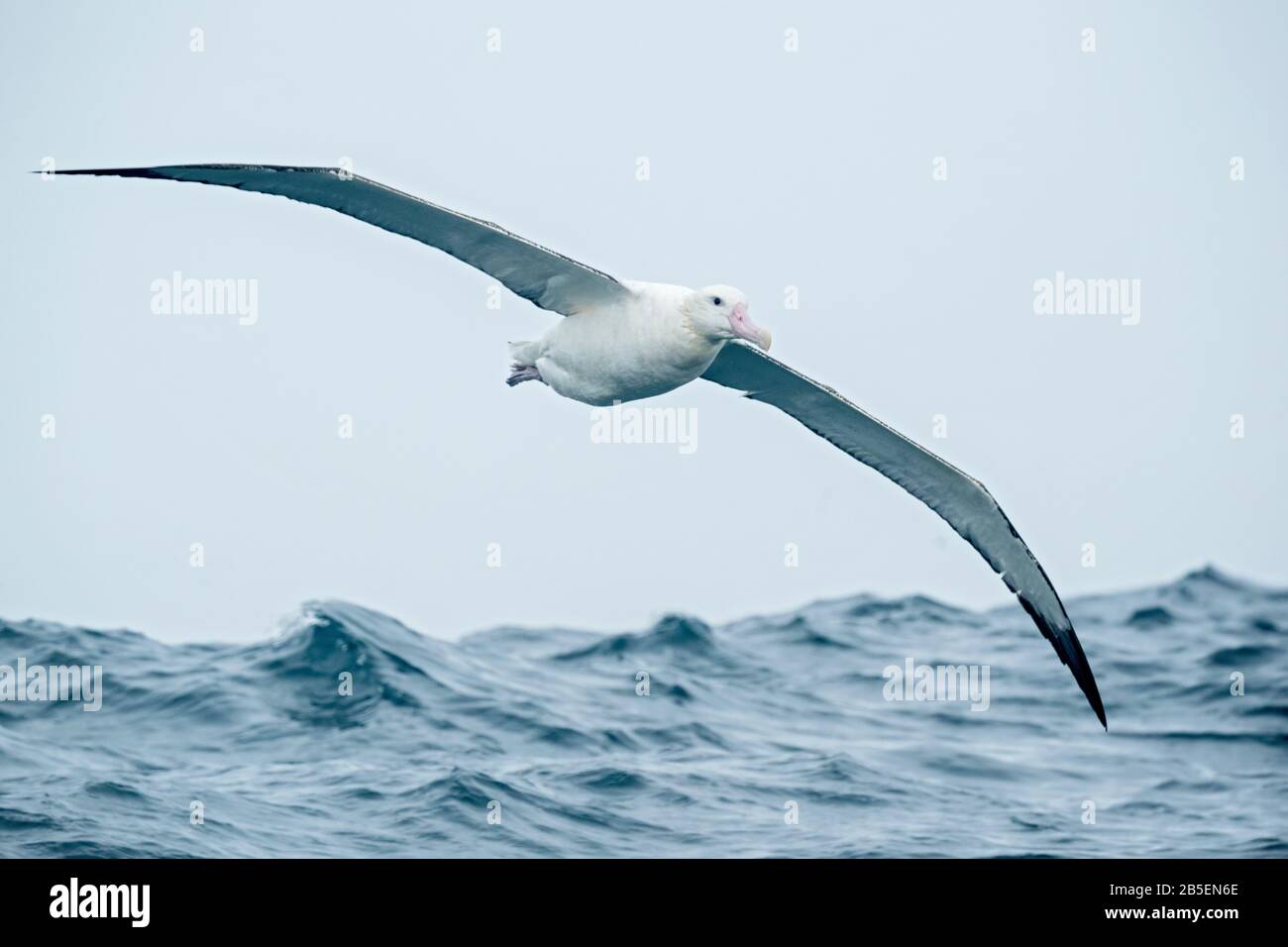 Wandering albatross new zealand hi-res stock photography and images - Alamy