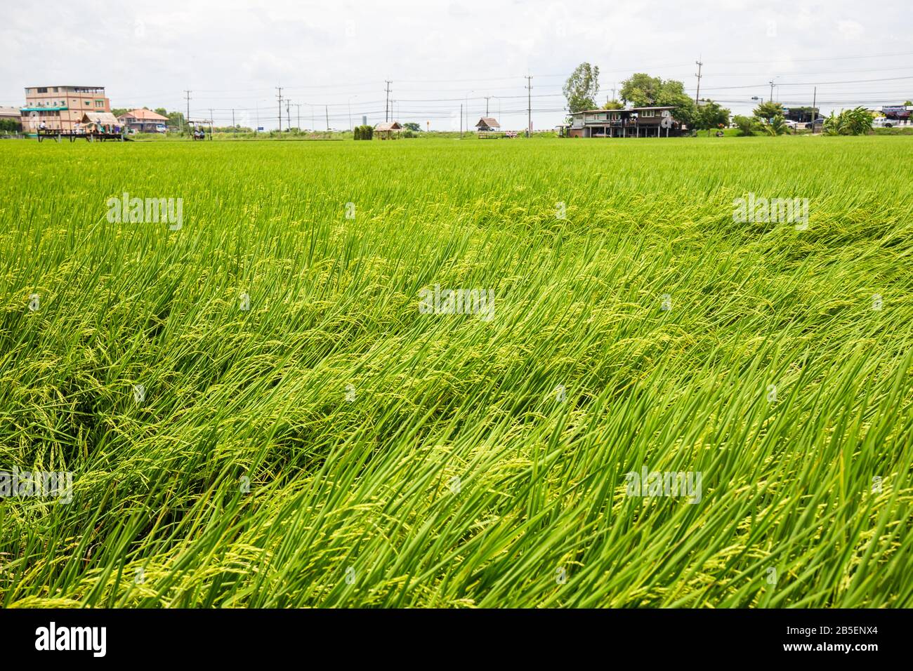 Green field of paddy rice plantation sunny day colorful sky ...