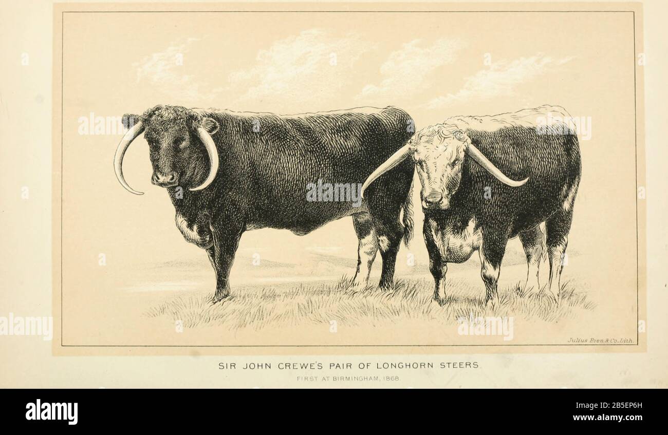Ancient breeds of cows hi-res stock photography and images - Alamy