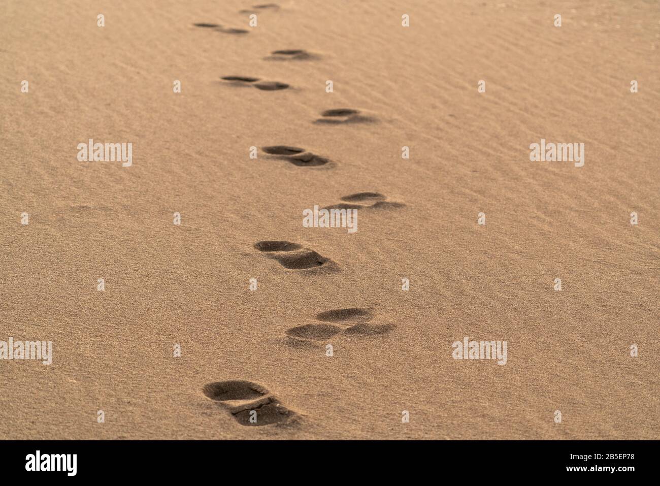 Human footprints on empty beach Stock Photo - Alamy