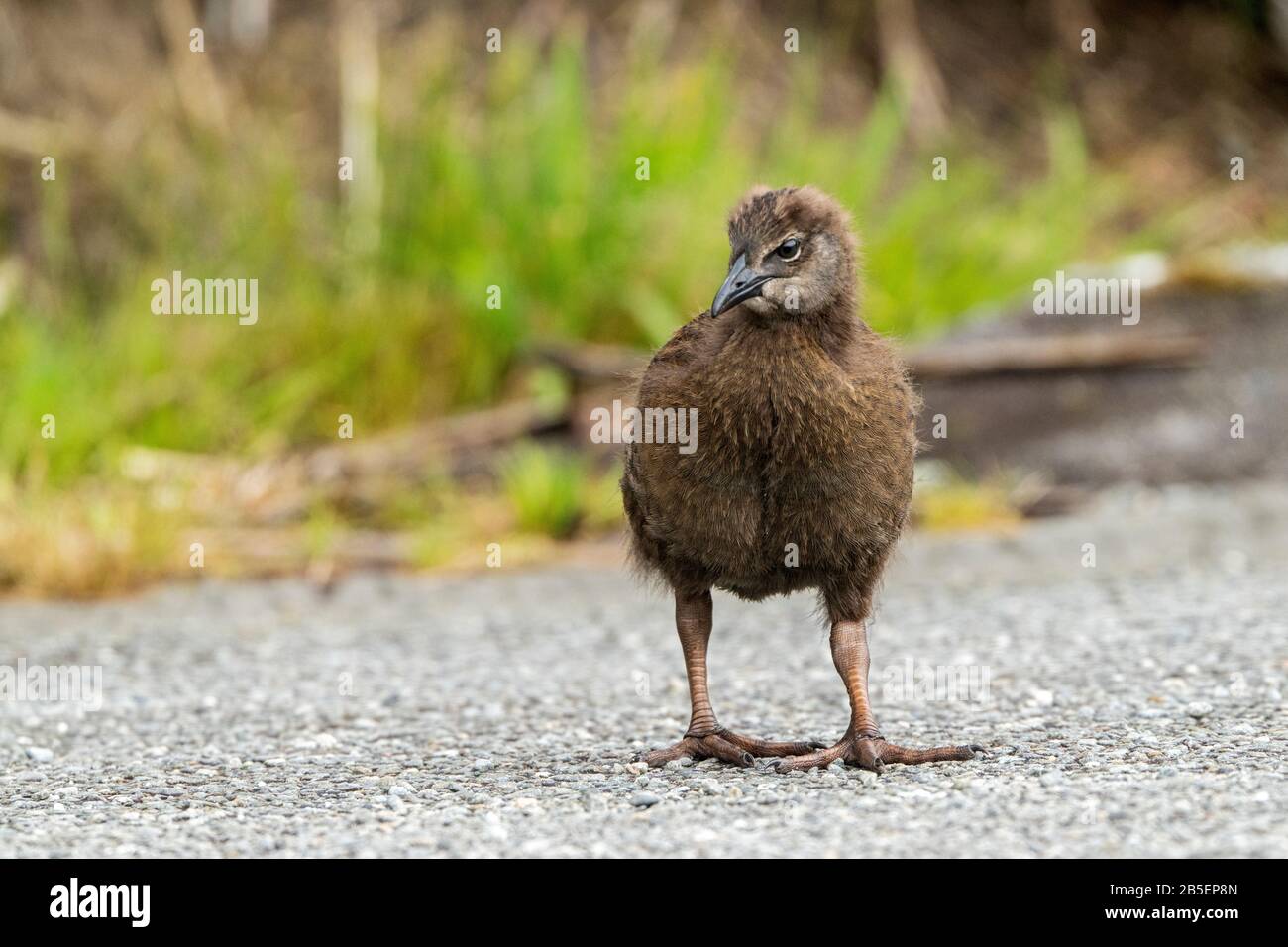 Chick walking eating food on hi-res stock photography and images - Alamy