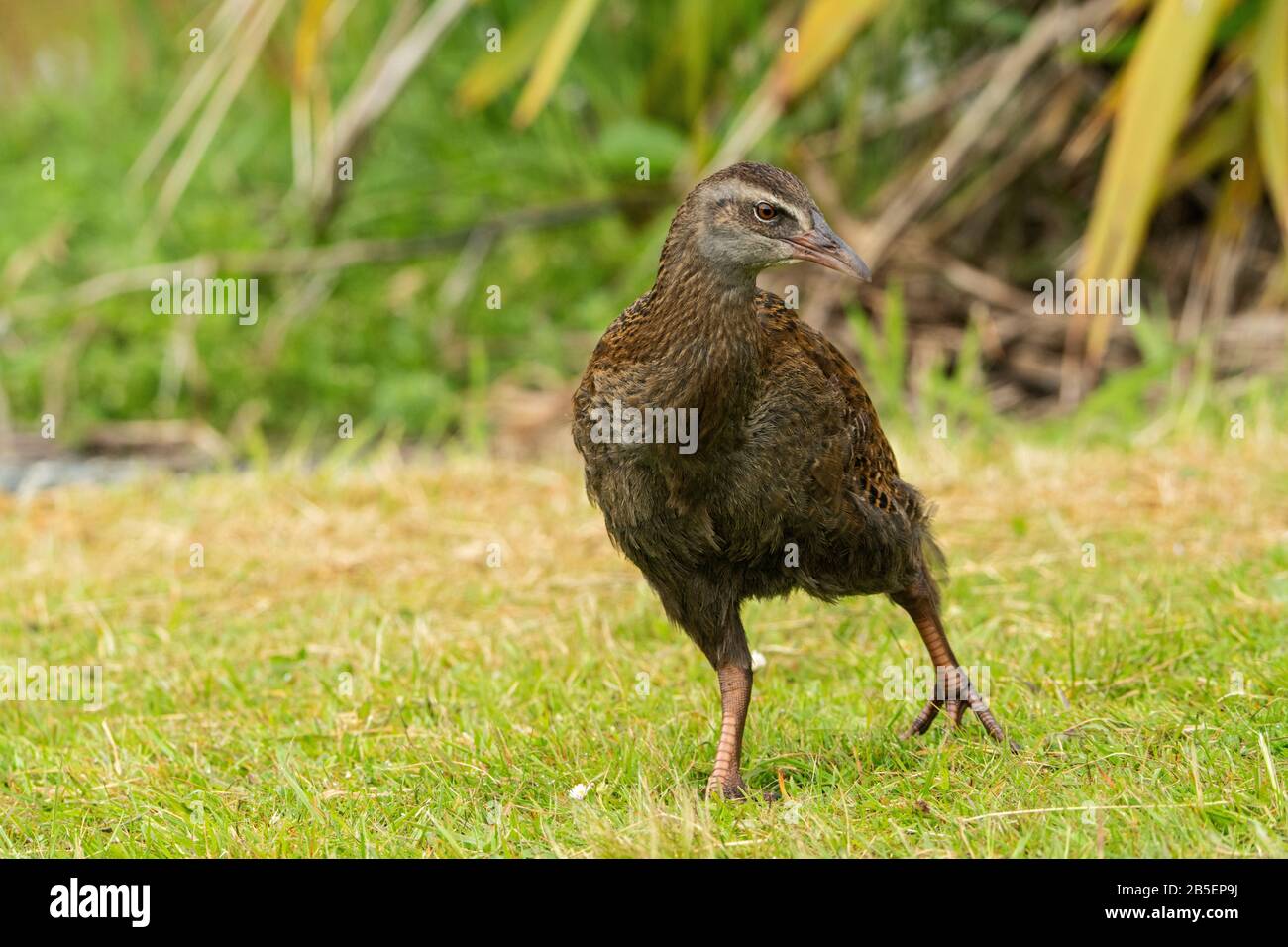 Wekas hi-res stock photography and images - Alamy