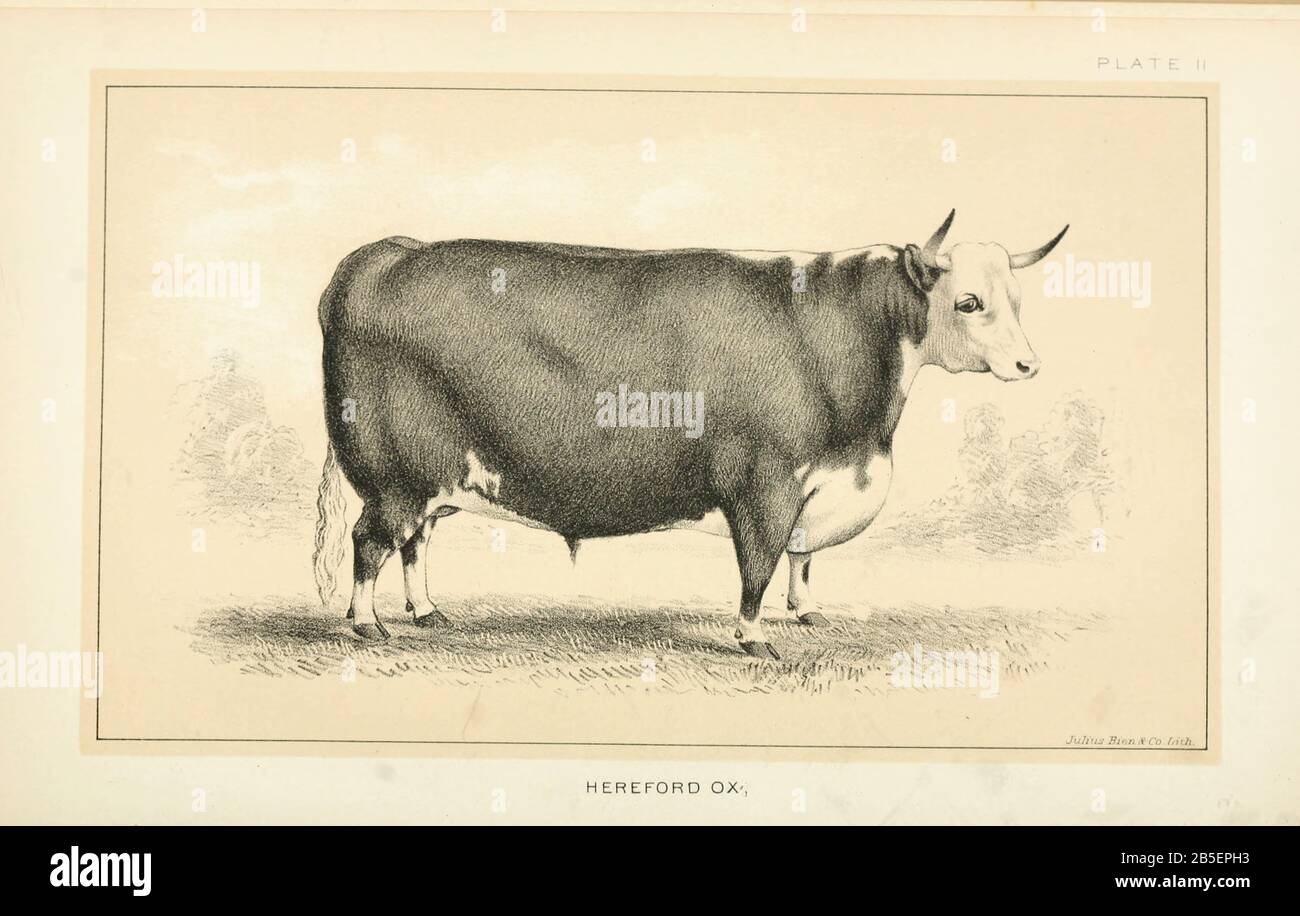 Old cattle breeds hi-res stock photography and images - Alamy