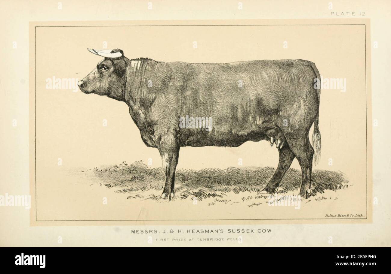 Sussex cow breed hi-res stock photography and images - Alamy