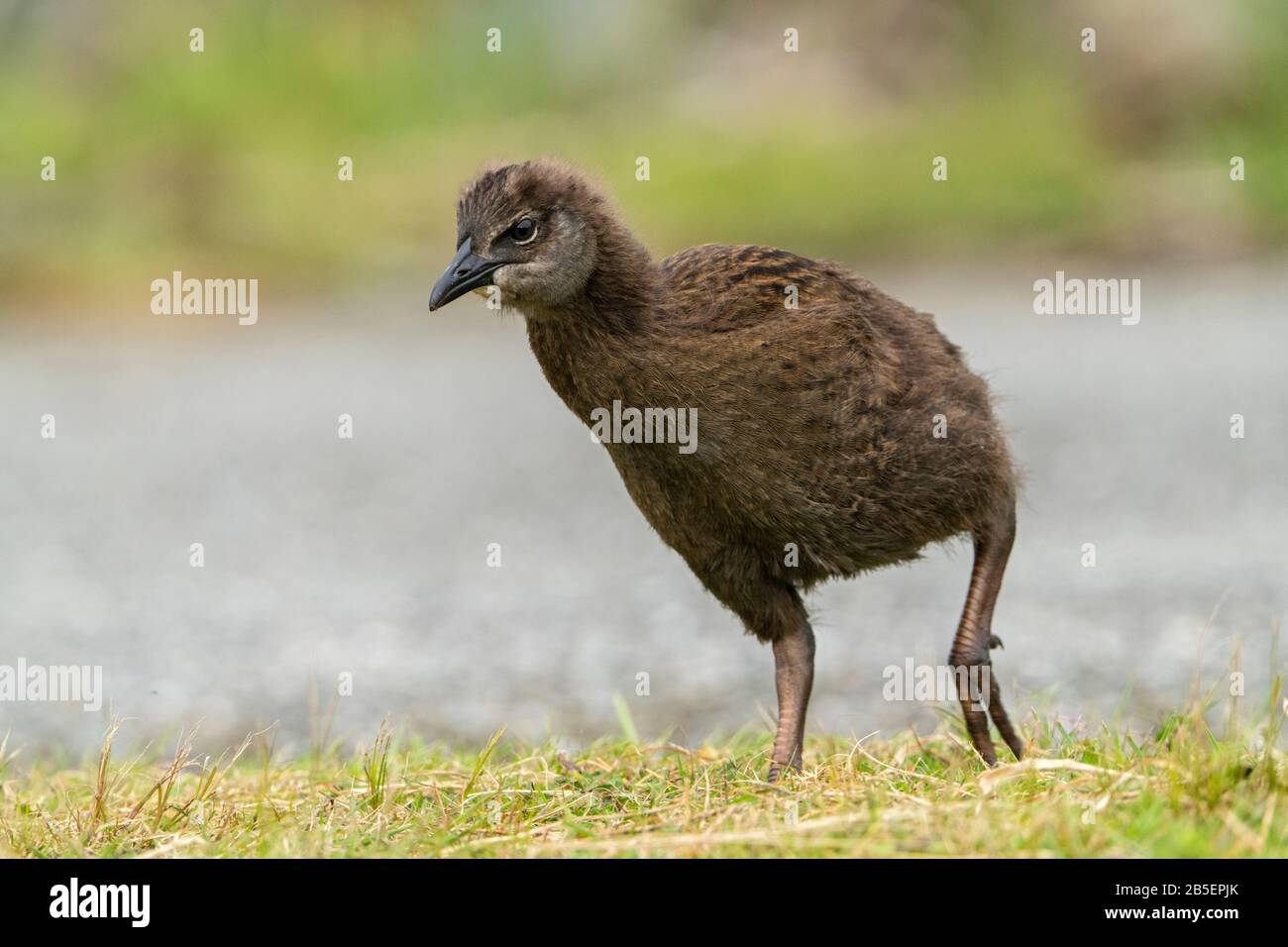 Wekas hi-res stock photography and images - Alamy